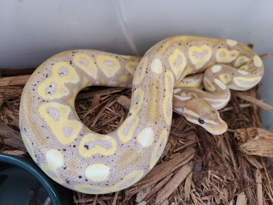 Pastel Coral Glow Ball Python by Extraordinary Ectotherms