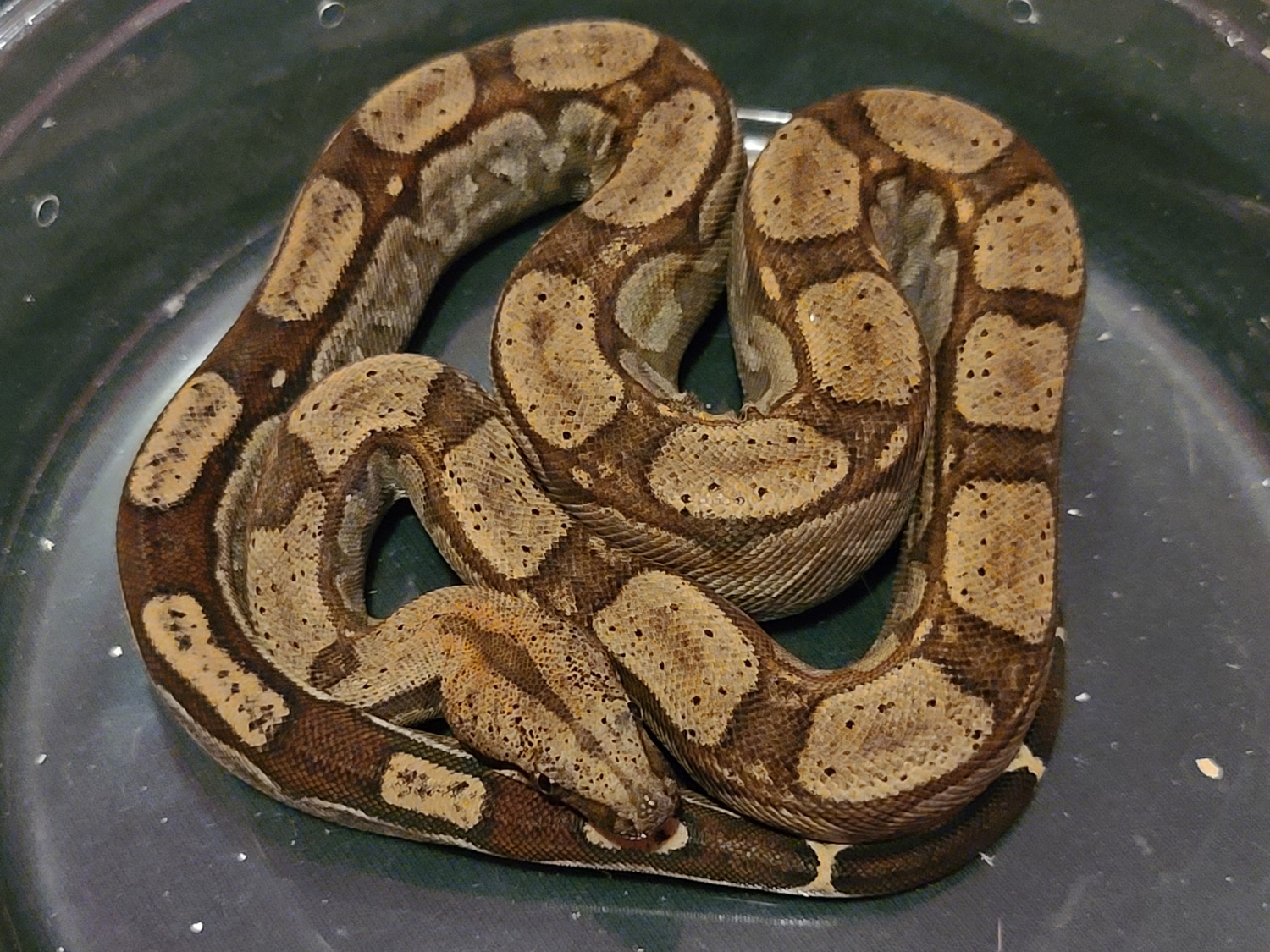RLT Boa Constrictor by Extraordinary Ectotherms - MorphMarket