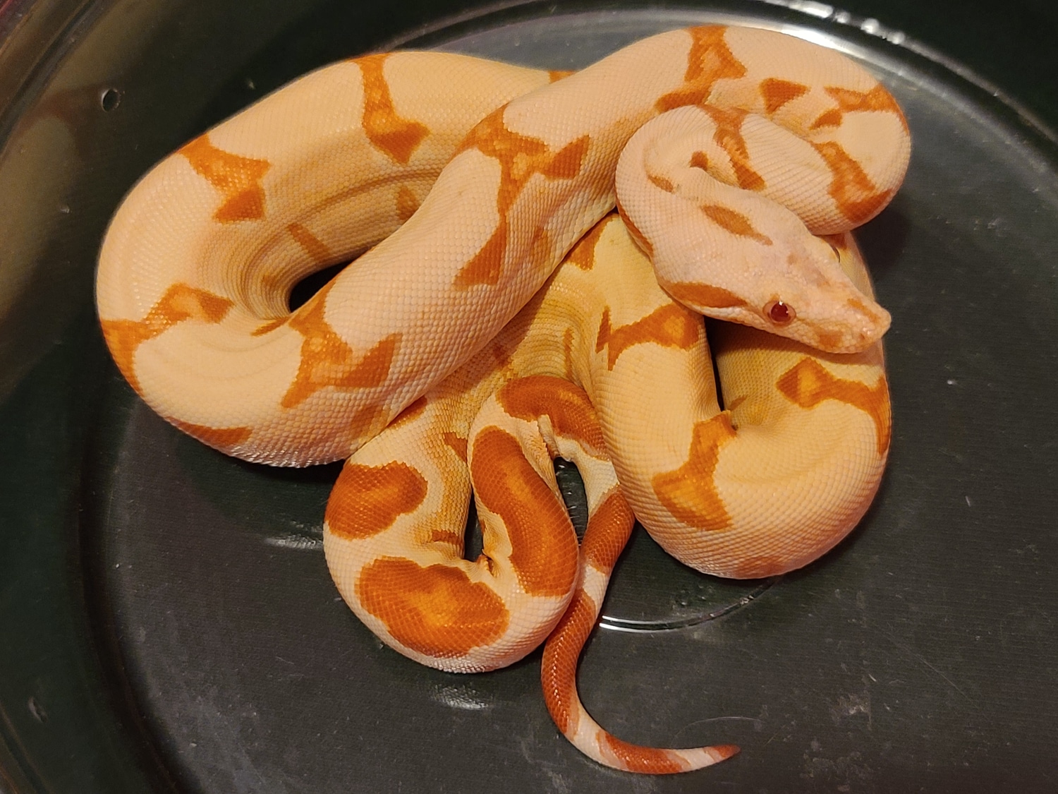 Sunglow Boa Constrictor by Extraordinary Ectotherms - MorphMarket