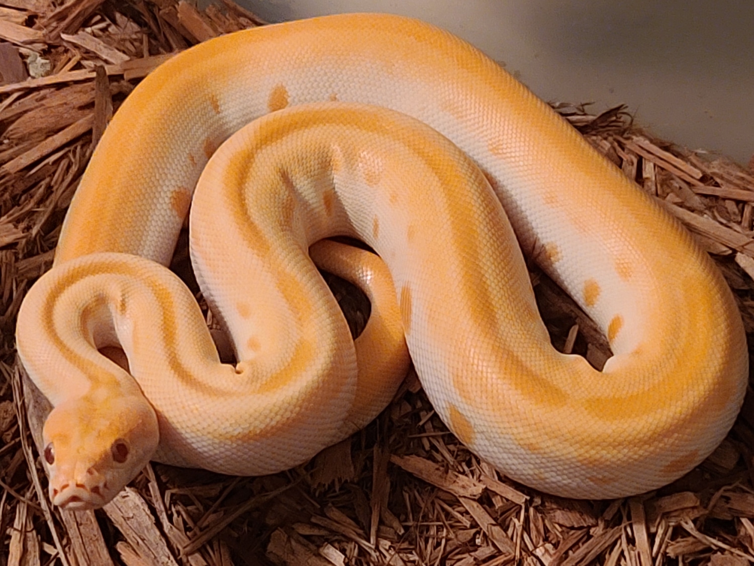 Albino Green/Patternless Burmese Burmese Python by Extraordinary ...