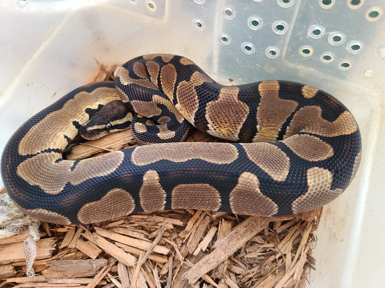 Super Jolliff Tiger Possible Double Het Snow Ball Python by ...
