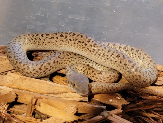 Granite Spotted Python Children's Python by Extraordinary Ectotherms