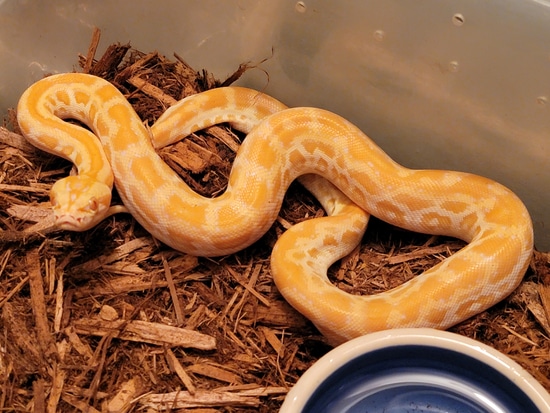 Pearl 100% Het Granite Burmese Python by Extraordinary Ectotherms