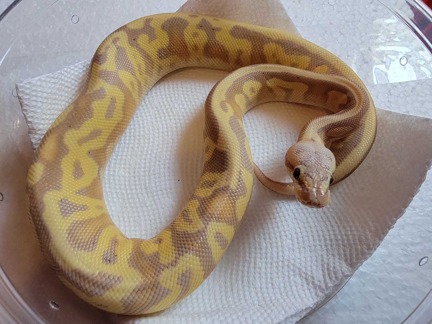 Super Pastel Leopard Ball Python by Extraordinary Ectotherms - MorphMarket