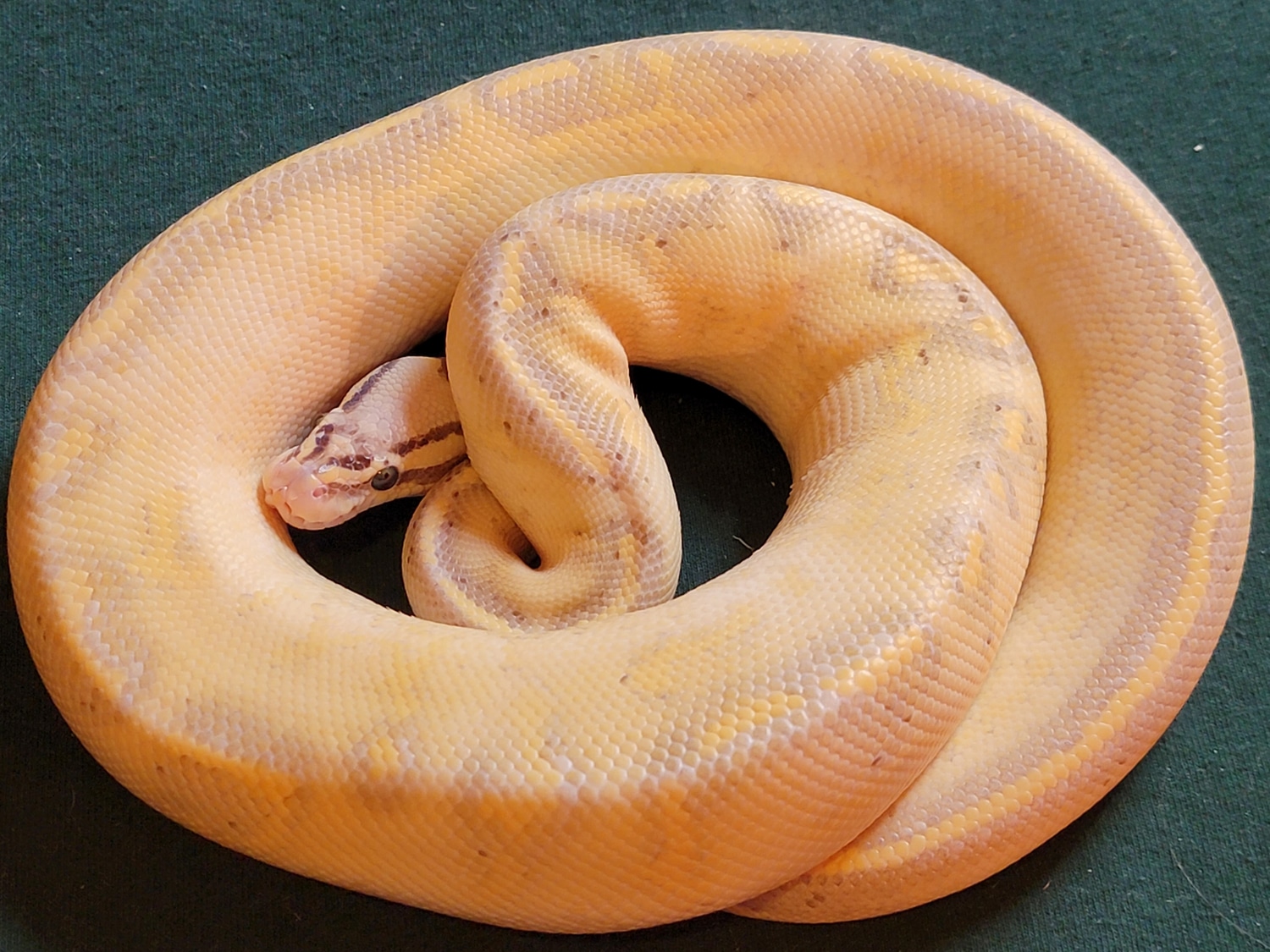Pastel Highway Ball Python by Extraordinary Ectotherms - MorphMarket
