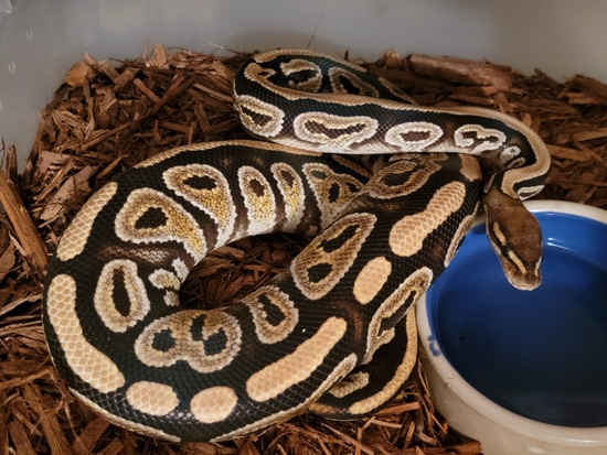 Cypress Honey Ball Python by Extraordinary Ectotherms