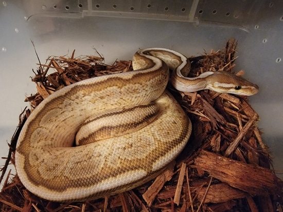 Bongo Enchi Cinnamon Spider Ball Python by Extraordinary Ectotherms