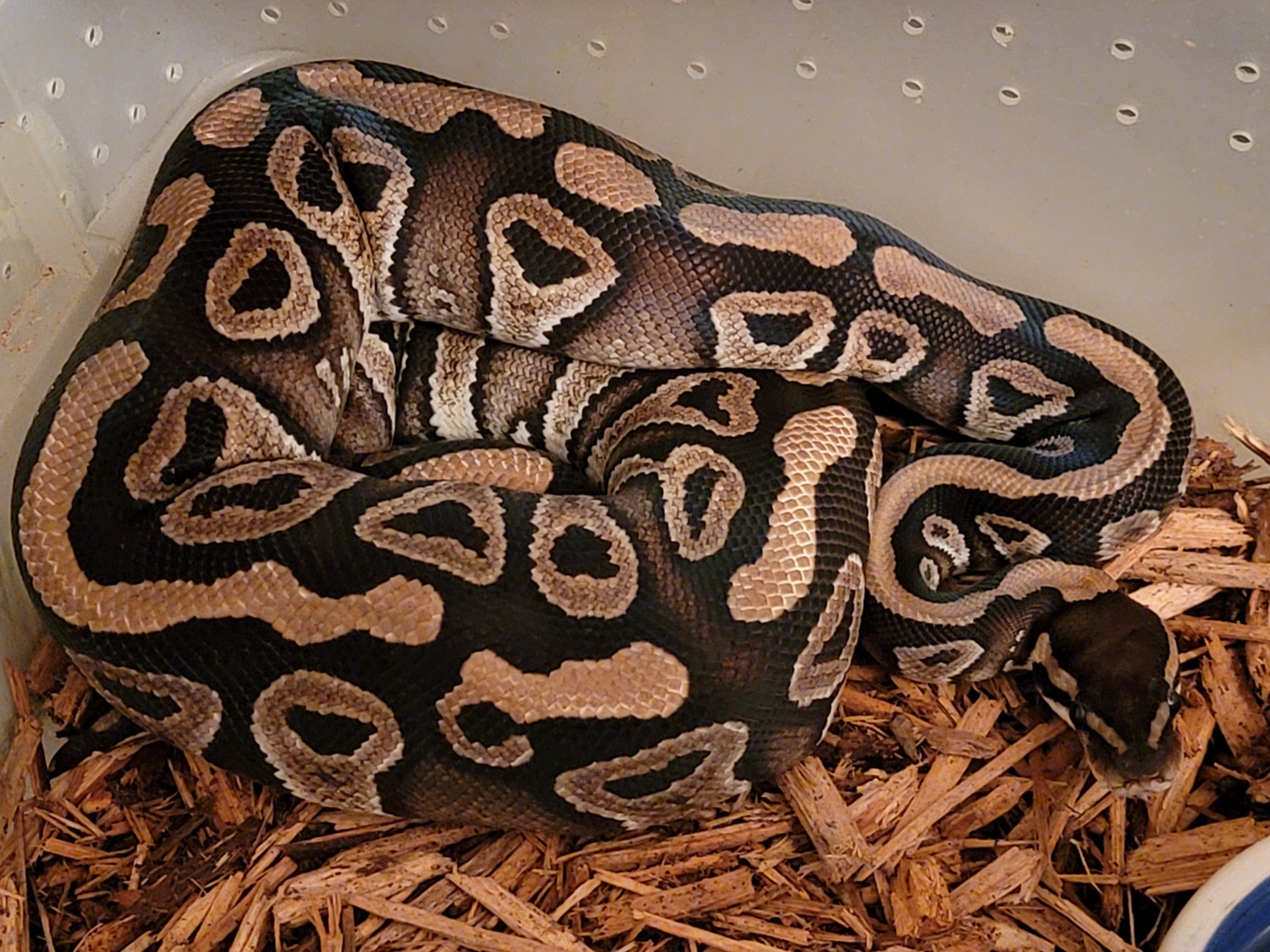 Phantom Het Clown Ball Python by Extraordinary Ectotherms - MorphMarket