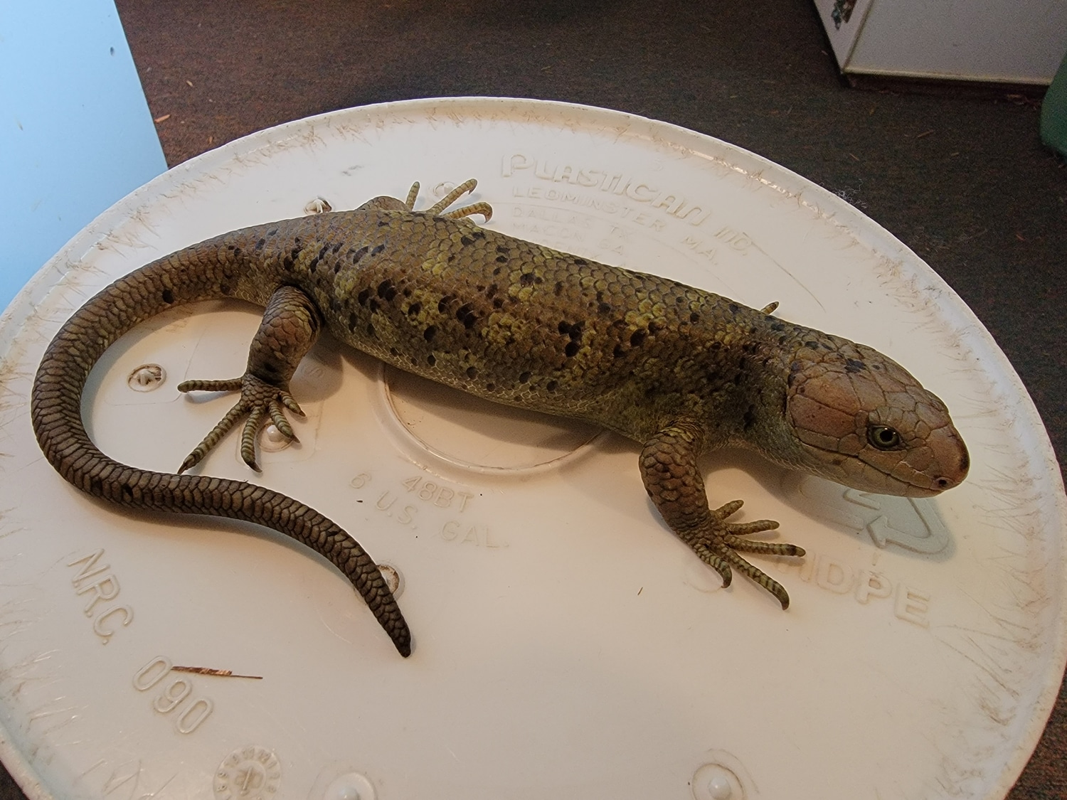Prehesile Tail Skink Monkey-tailed Skink by Extraordinary Ectotherms ...