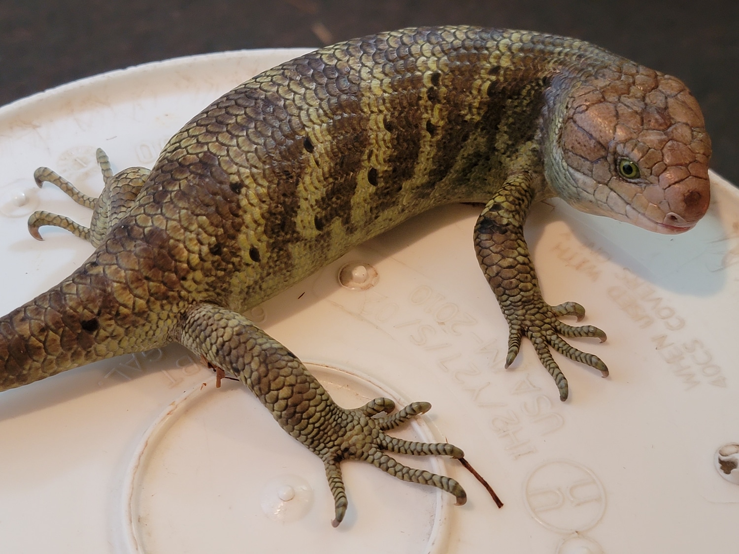 Prehesile Tail Skink Monkey-tailed Skink by Extraordinary Ectotherms ...