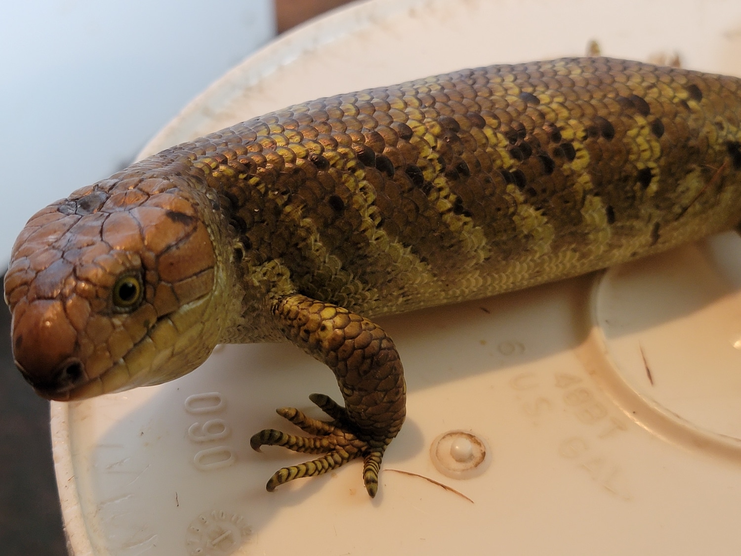 Prehesile Tail Skink Monkey-tailed Skink by Extraordinary Ectotherms ...