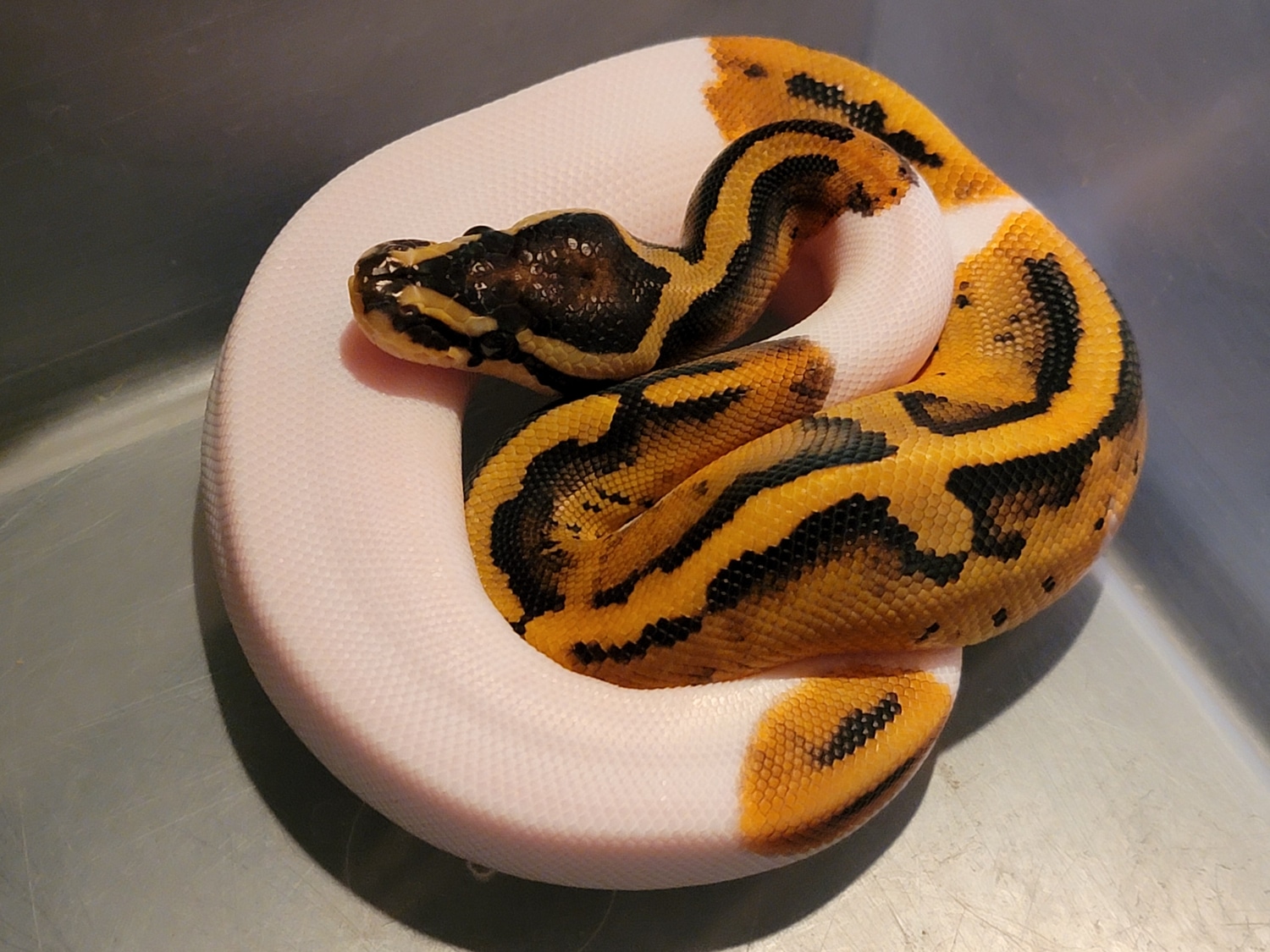 Fire Pied Ball Python by Extraordinary Ectotherms - MorphMarket