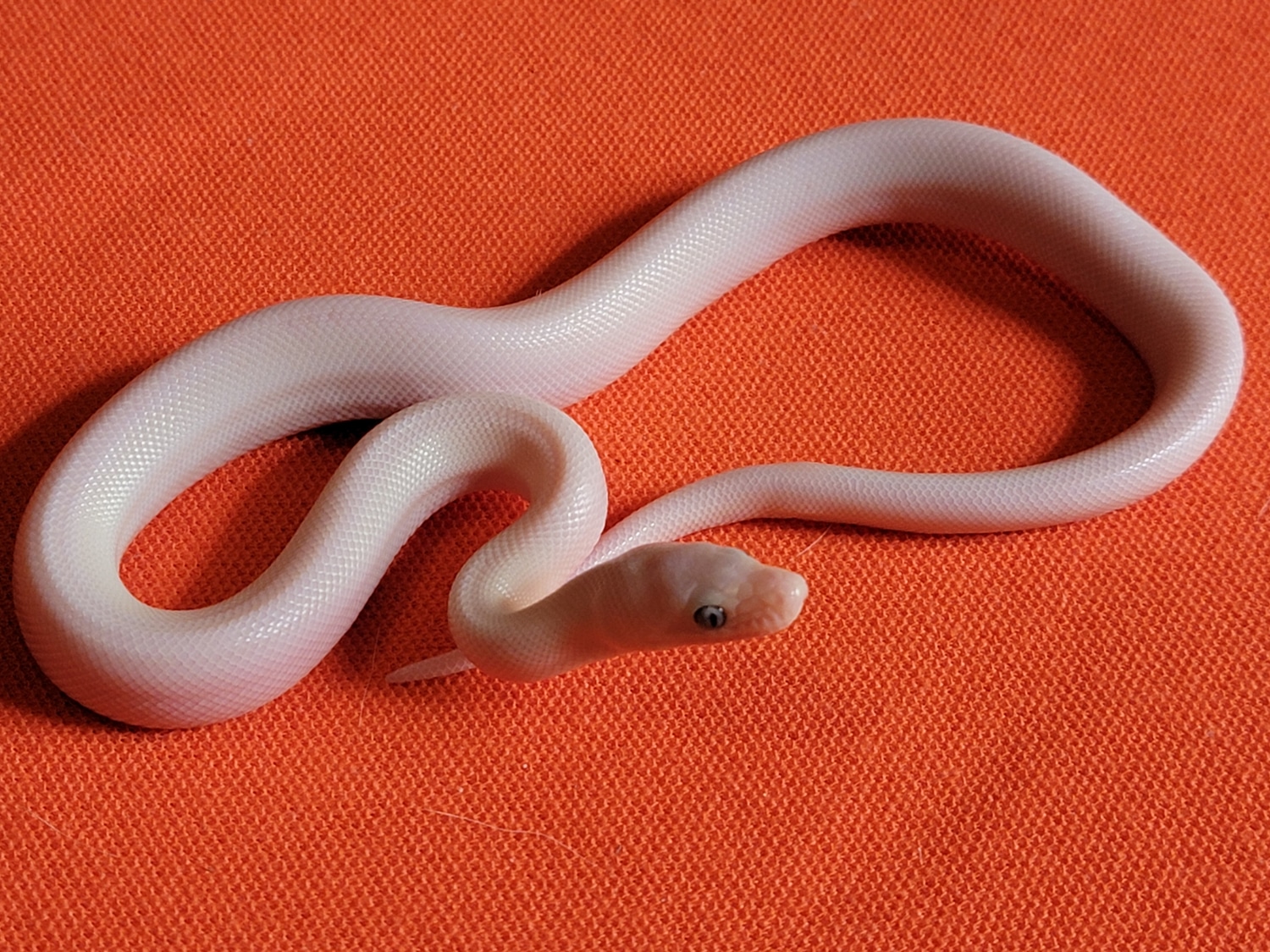 Blue Eye Lucy Colombian Rainbow Boa by Extraordinary Ectotherms ...