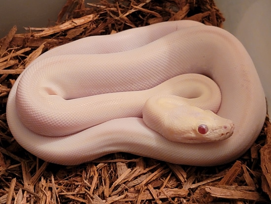 Albino Ivory Blizzard Burmese Python by Extraordinary Ectotherms