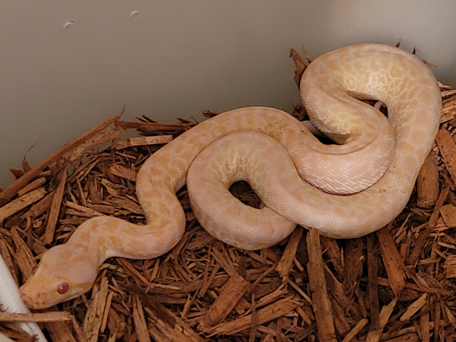 Pearl Granite Burmese Python by Extraordinary Ectotherms - MorphMarket