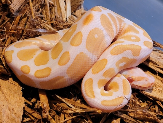 Albino Tiger Ball Python by Extraordinary Ectotherms