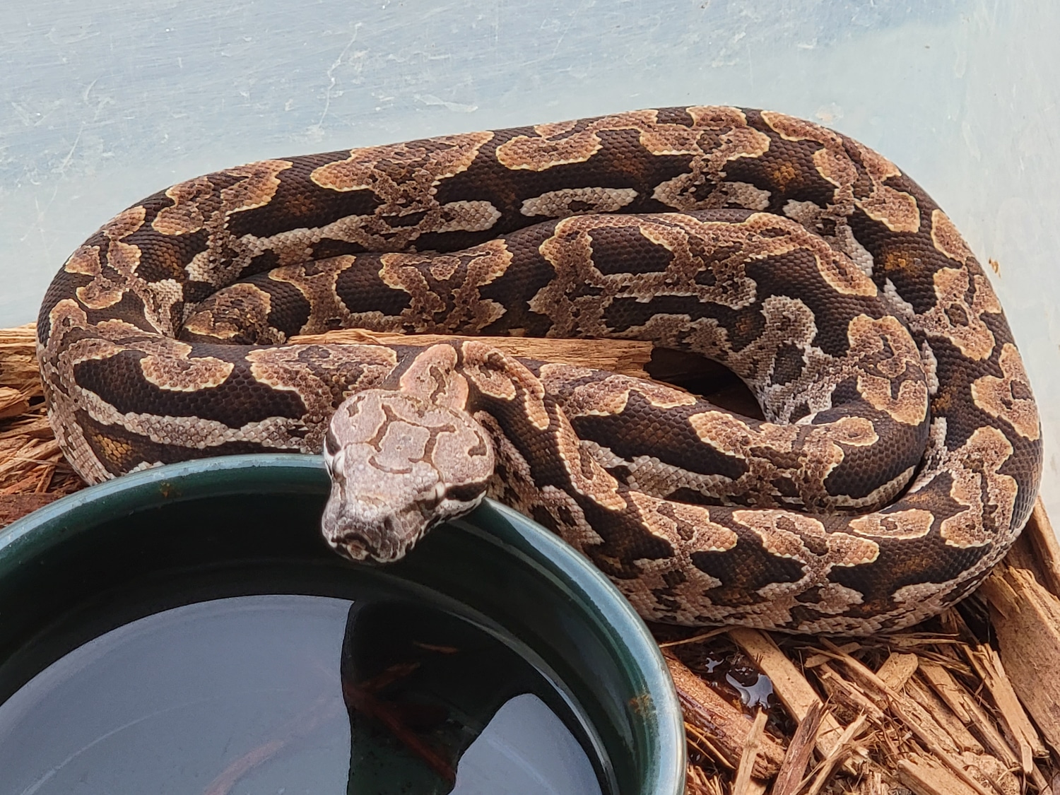 Dumeril's Boa Ground Boa by Extraordinary Ectotherms - MorphMarket