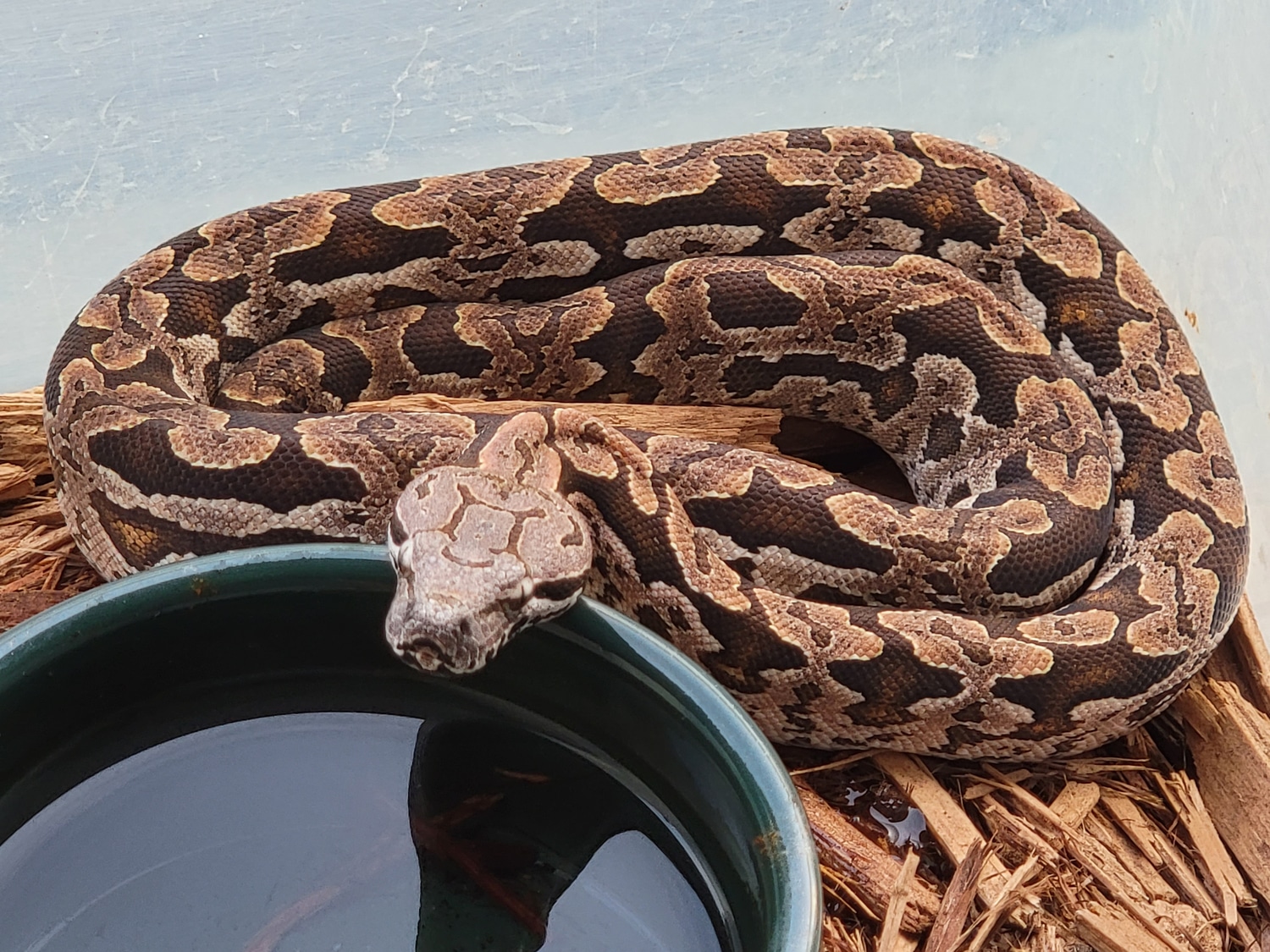 Dumeril's Boa by Extraordinary Ectotherms - MorphMarket