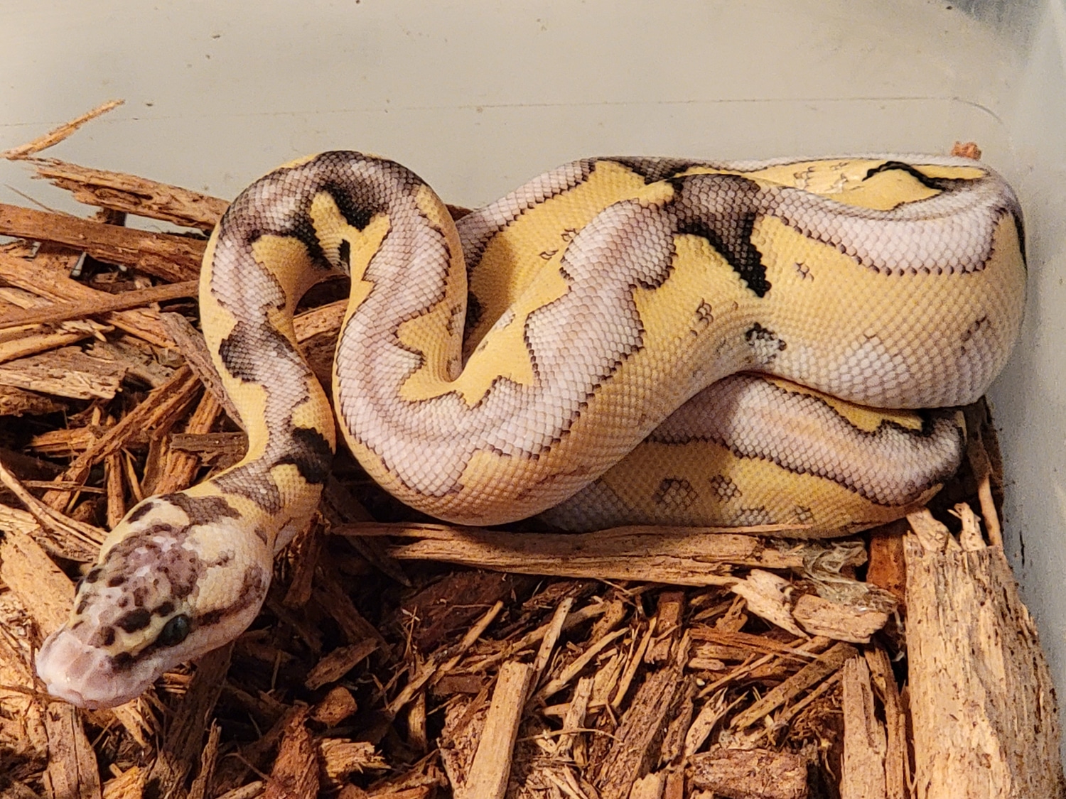 Pastel Leopard Lesser Paradox Clown Ball Python by Extraordinary ...
