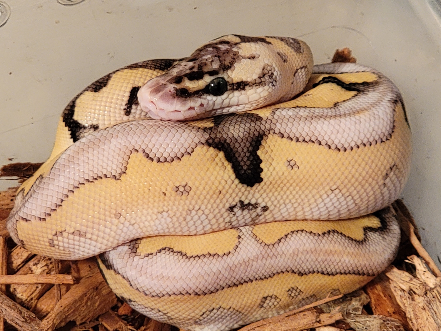 Pastel Leopard Lesser Paradox Clown Ball Python by Extraordinary ...