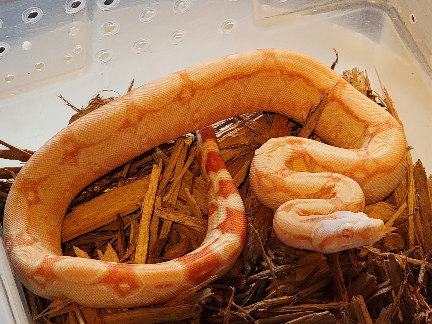 Albino Boa Constrictor by Extraordinary Ectotherms - MorphMarket