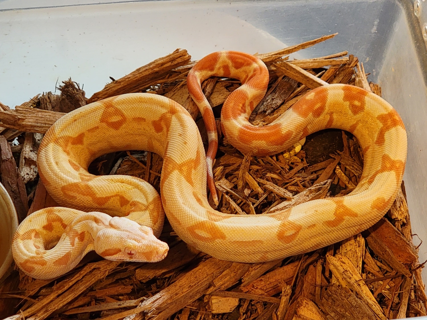 Sunglow Motley (Lipstick Line) Boa Constrictor by Extraordinary ...