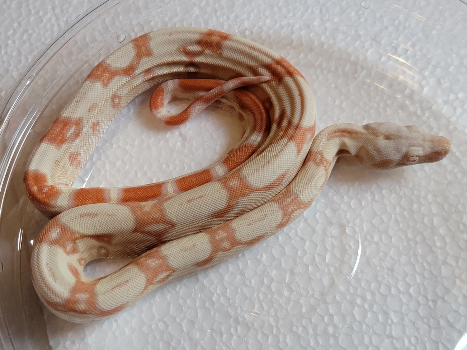 Kahl Albino Boa Constrictor by Extraordinary Ectotherms - MorphMarket