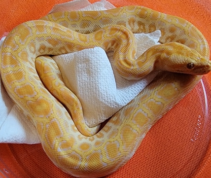 Pearl Granite Burmese Python by Extraordinary Ectotherms - MorphMarket