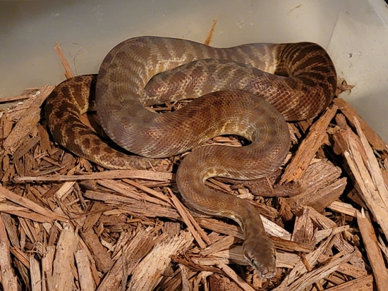 Stimson's Python Children's Python by Extraordinary Ectotherms