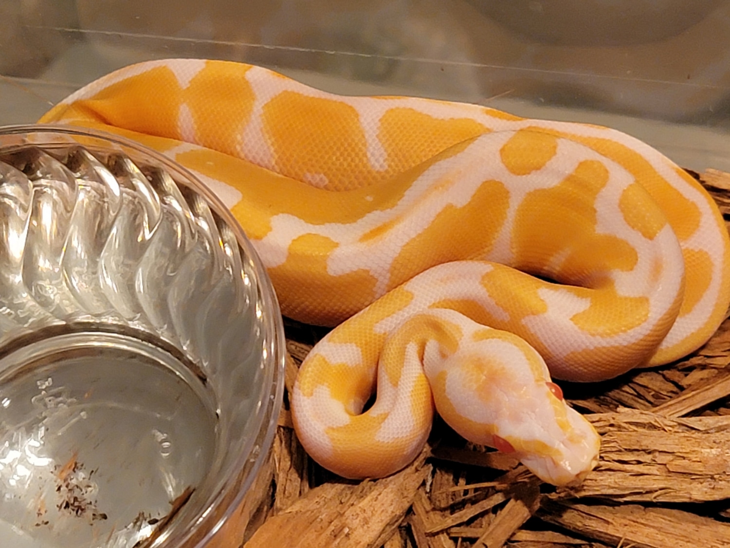 Albino Tiger Ball Python by Extraordinary Ectotherms - MorphMarket