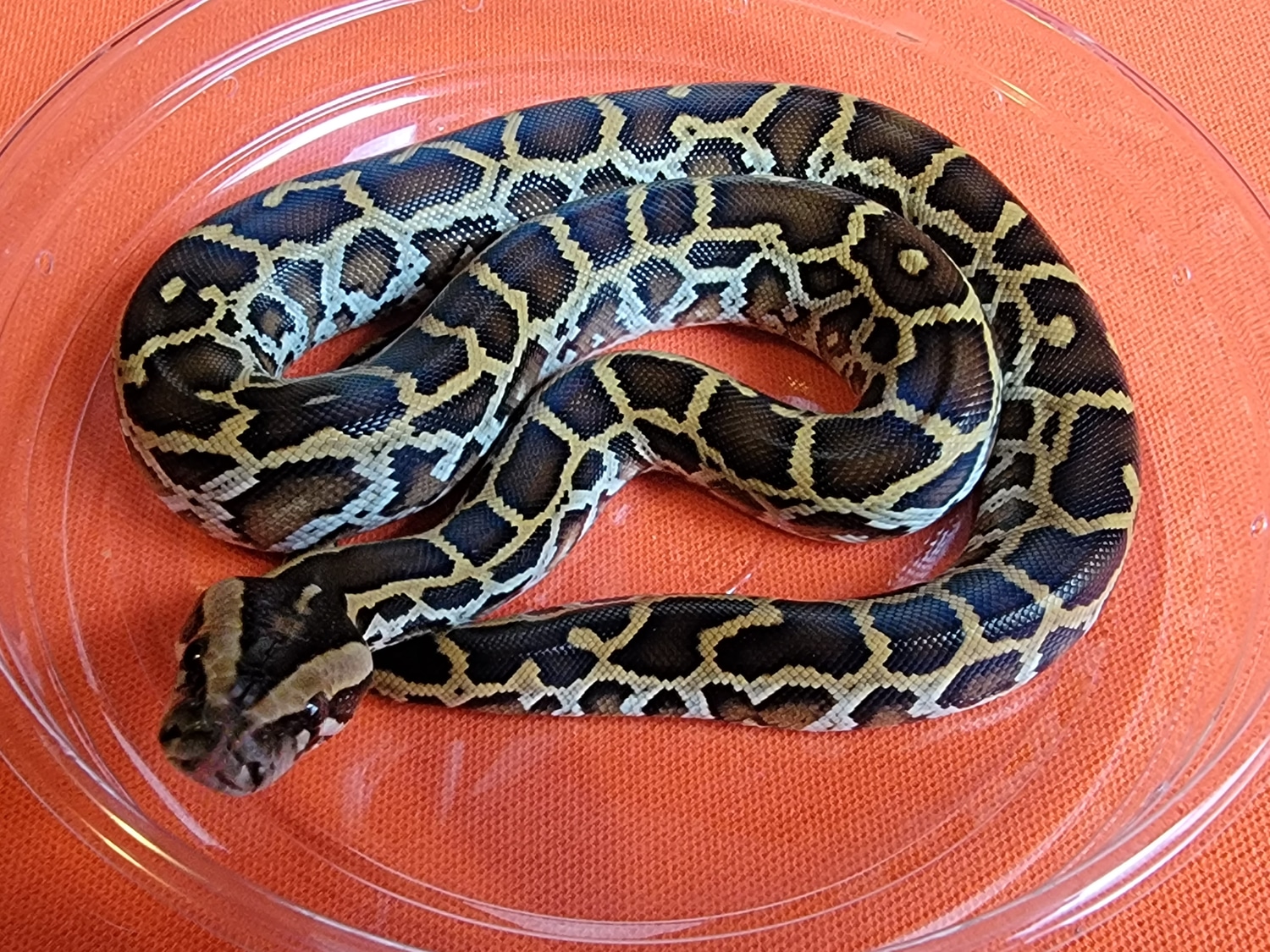 Het Albino Burmese Python by Extraordinary Ectotherms - MorphMarket