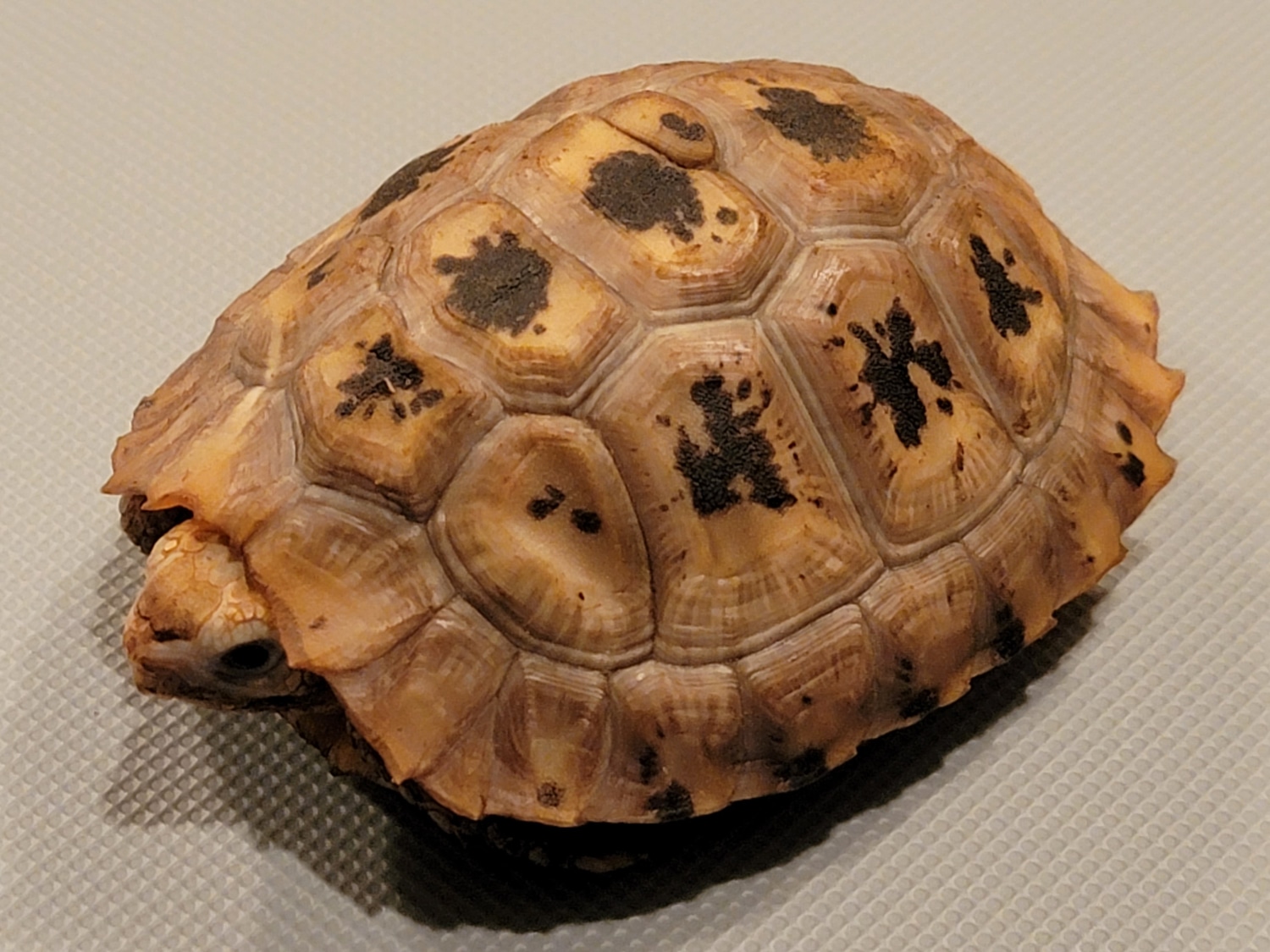 Elongate Elongated Tortoise by Extraordinary Ectotherms - MorphMarket