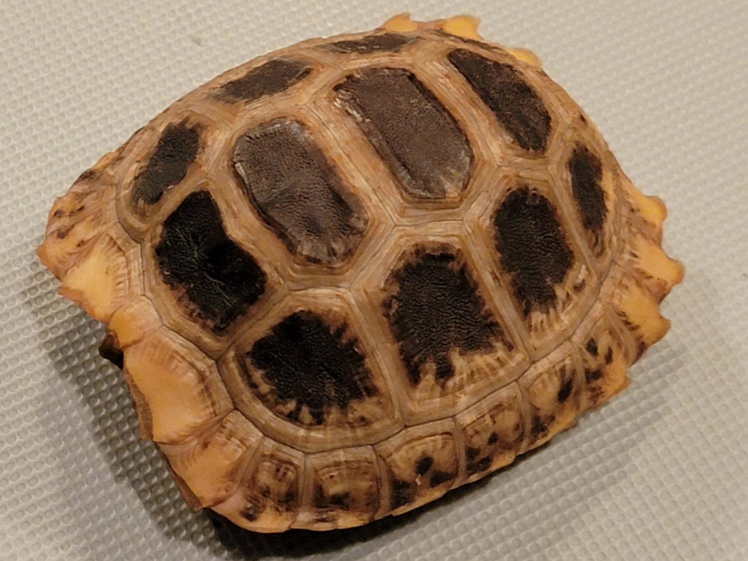 Elongate Elongated Tortoise by Extraordinary Ectotherms - MorphMarket