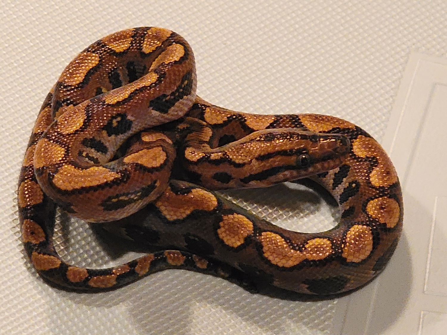 Eclipse Brazilian Rainbow Boa by Extraordinary Ectotherms - MorphMarket