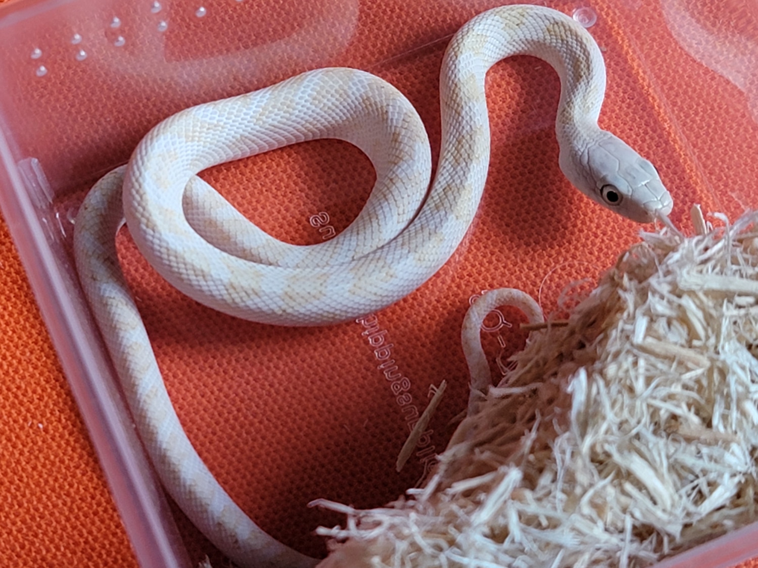 Calico Cow Sucker Eastern Rat Snake by Extraordinary Ectotherms ...