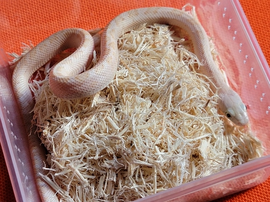 Calico Cow Sucker Eastern Rat Snake by Extraordinary Ectotherms