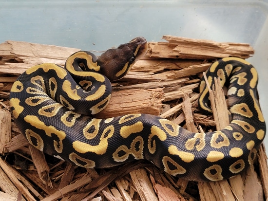 Motley 66% Het Clown Ball Python by Extraordinary Ectotherms