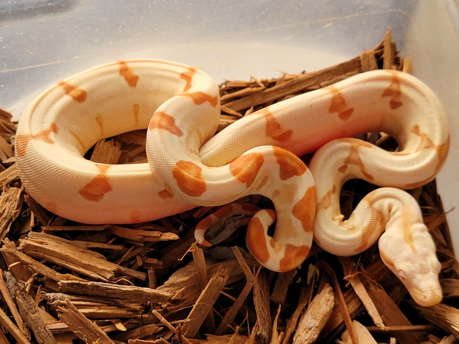 Super Hypo Albino Pos Het Anery 1 Boa Constrictor by Extraordinary ...