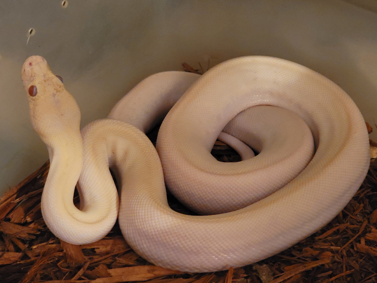 Blizzard Burmese Python by Extraordinary Ectotherms - MorphMarket