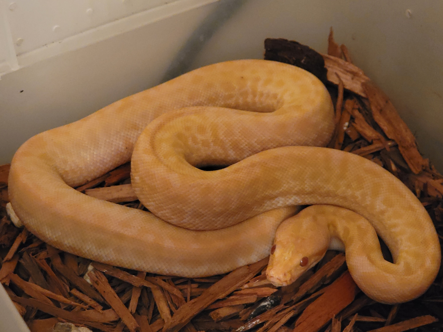 Pearl Granite Burmese Python by Extraordinary Ectotherms - MorphMarket