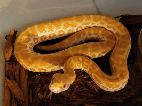 Pearl Burmese Python by Extraordinary Ectotherms