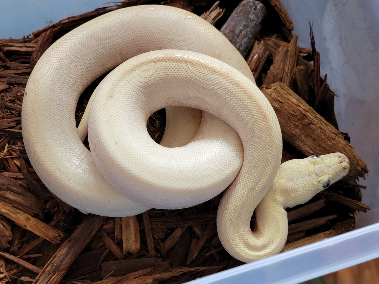 Ivory Burmese Python by Extraordinary Ectotherms - MorphMarket