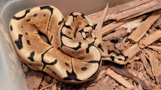 Spider Motley 66% Het Clown Ball Python by Extraordinary Ectotherms