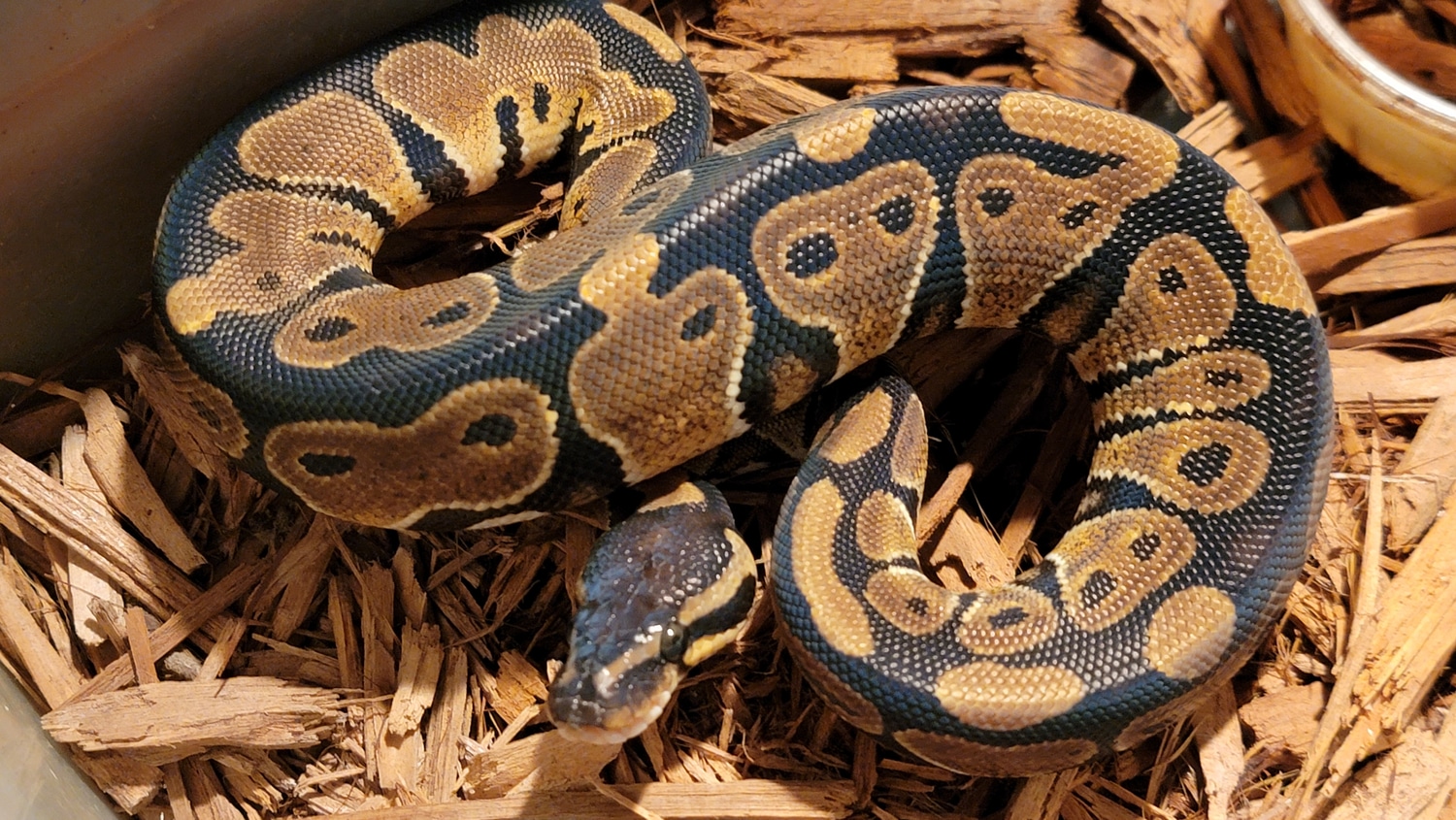 66% Het Clown Ball Python by Extraordinary Ectotherms - MorphMarket