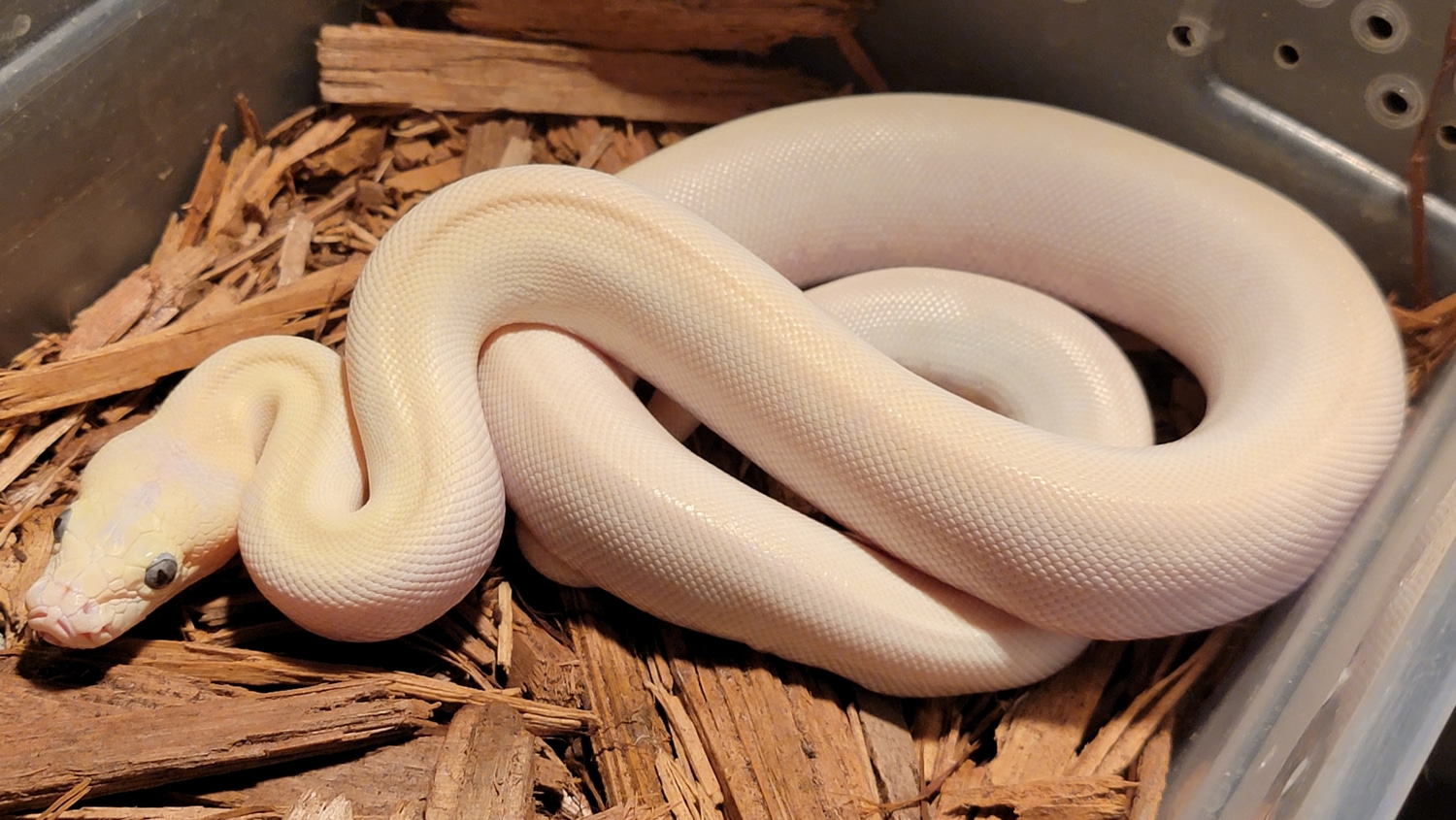 Ivory Burmese Python by Extraordinary Ectotherms - MorphMarket