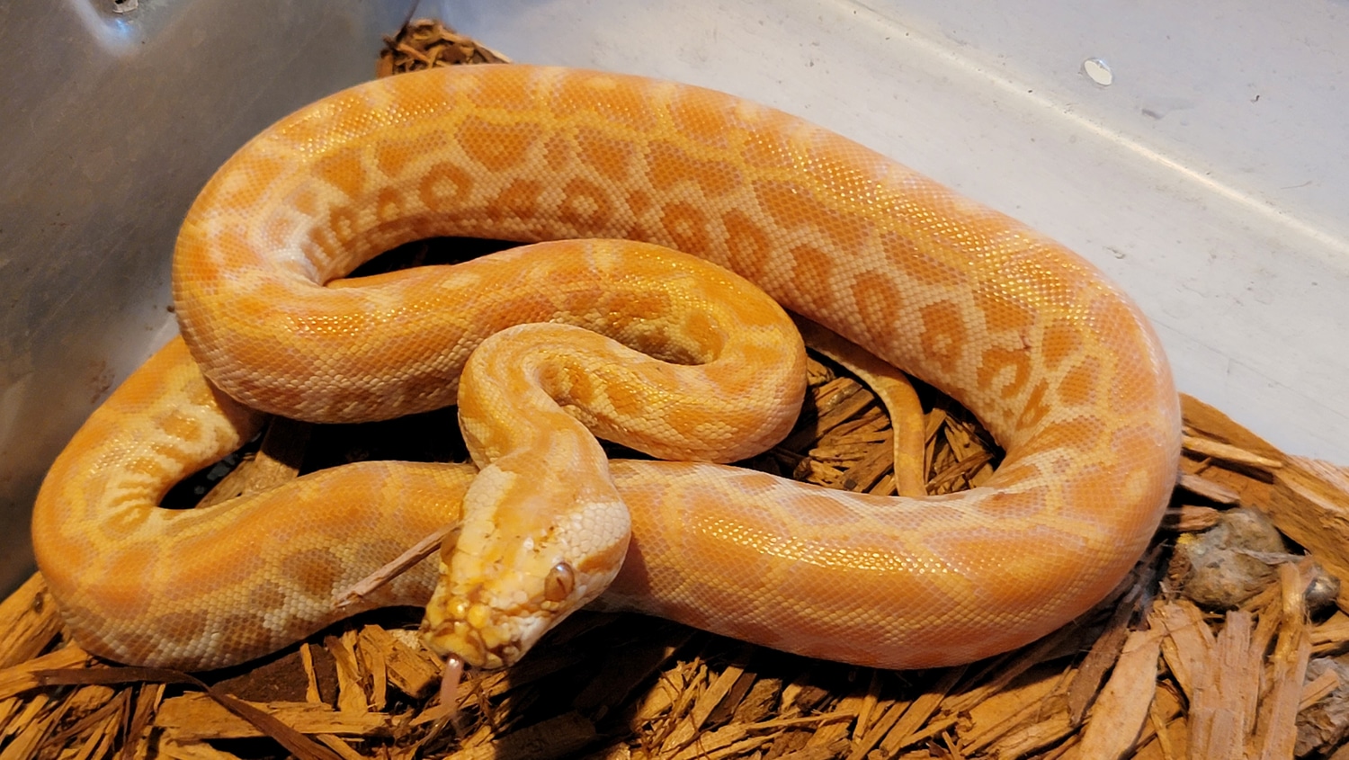 Pearl Burmese Python by Extraordinary Ectotherms - MorphMarket