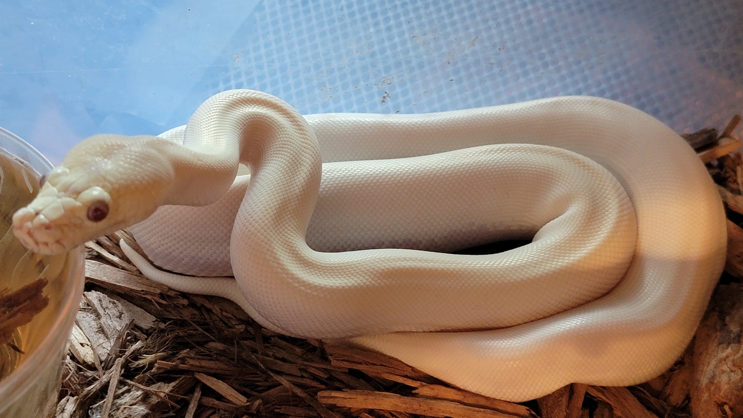 Blizzard Burmese Python by Extraordinary Ectotherms - MorphMarket