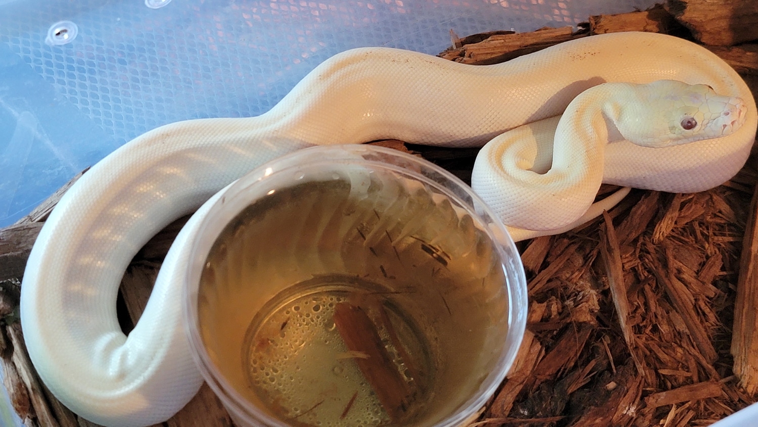 Blizzard Burmese Python by Extraordinary Ectotherms - MorphMarket