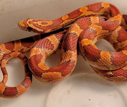Amber Het Motley Or Het Stripe 50% Het Lavender Blood Corn Snake by ...