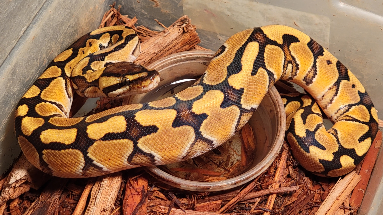 Russo Enchi Ball Python by Extraordinary Ectotherms - MorphMarket